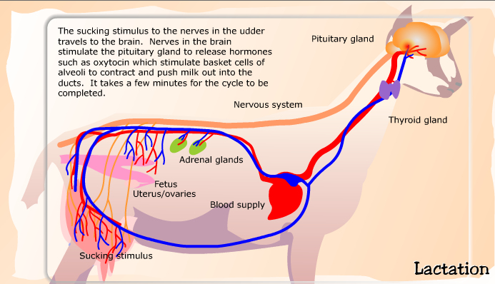 The Biology of the Goat