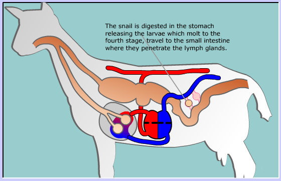 The Biology of the Goat